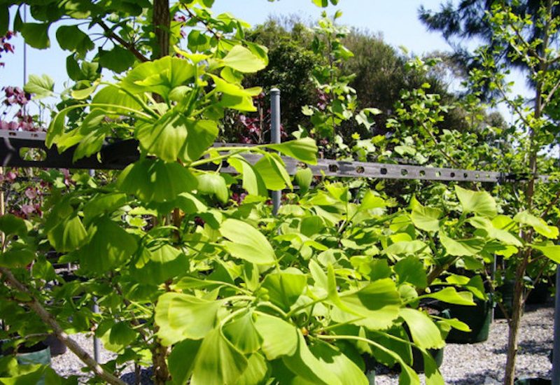 Creating a microclimate through trees | green magazine