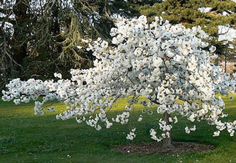 Bold Flowering Trees | green magazine