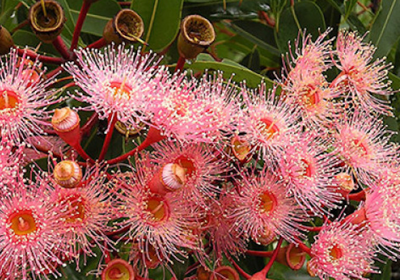 Bold Flowering Trees | green magazine