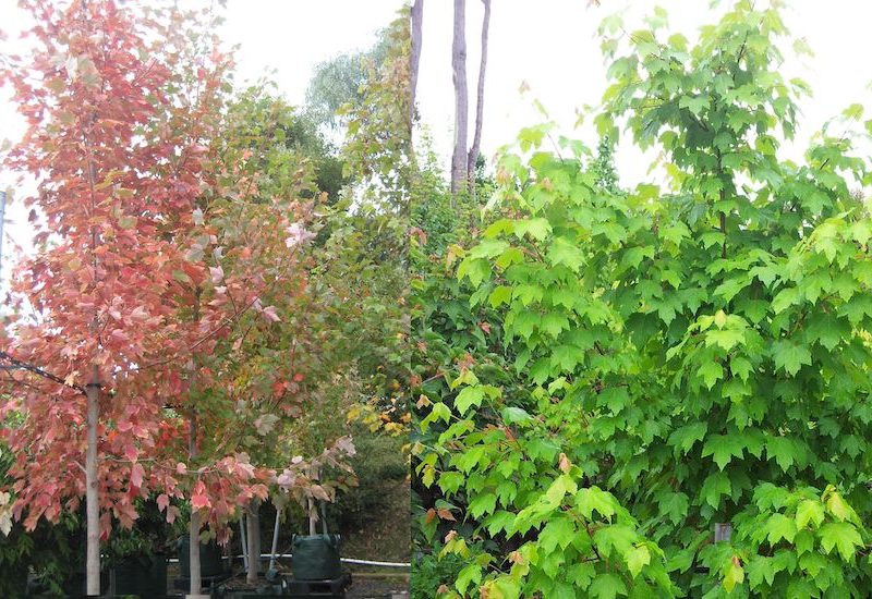Urban trees with year-round appeal | green magazine